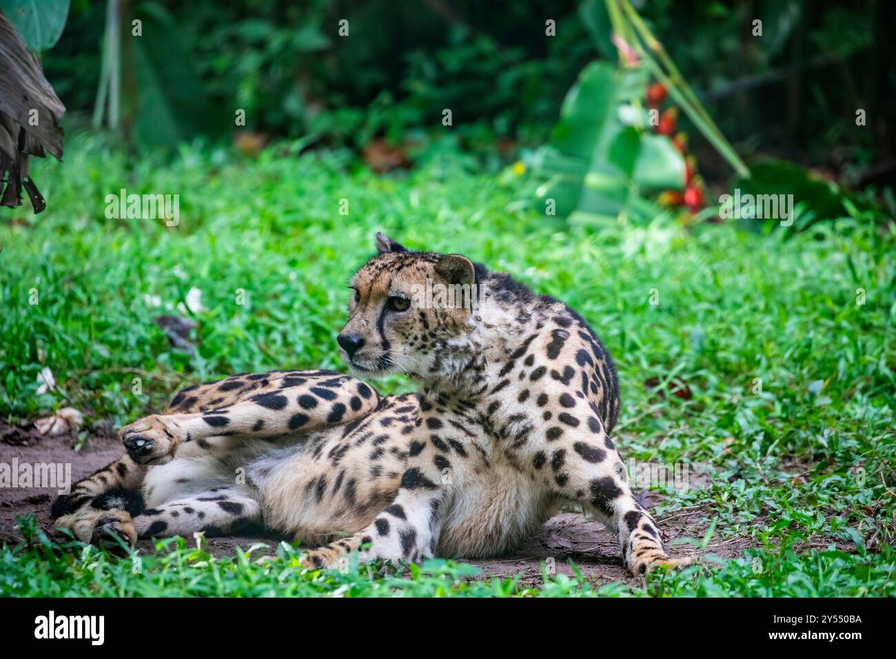 The closeup image of a King Cheetah (Acinonyx jubatus) from Zoo Negara ...