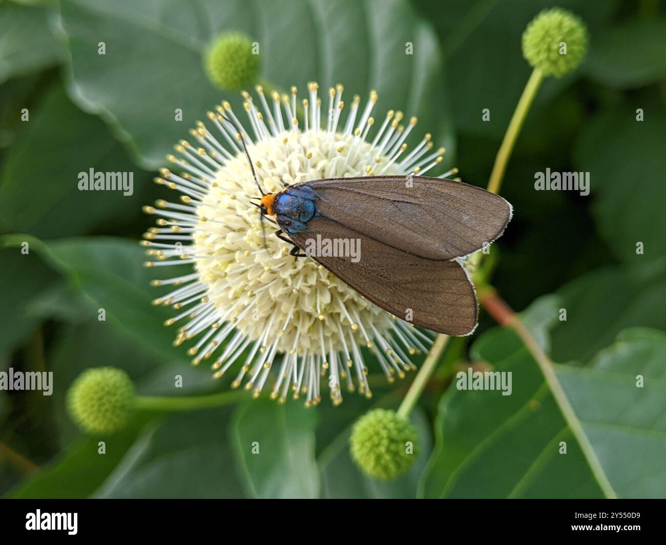Virginia Ctenucha Moth (Ctenucha virginica) Insecta Stock Photo - Alamy