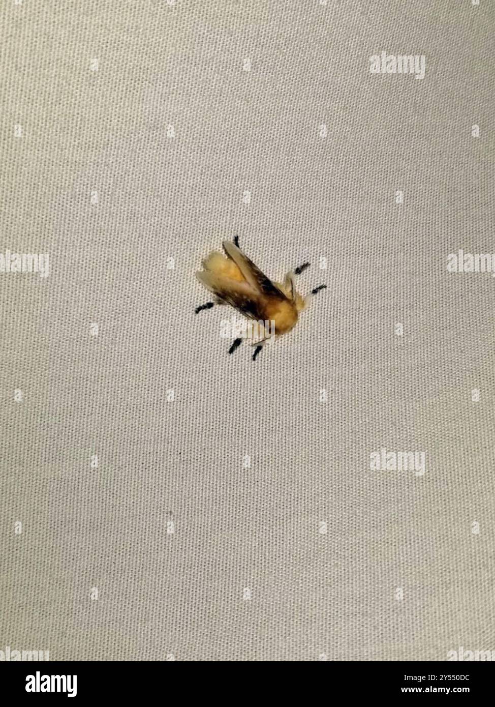 Southern Flannel Moth (Megalopyge opercularis) Insecta Stock Photo - Alamy