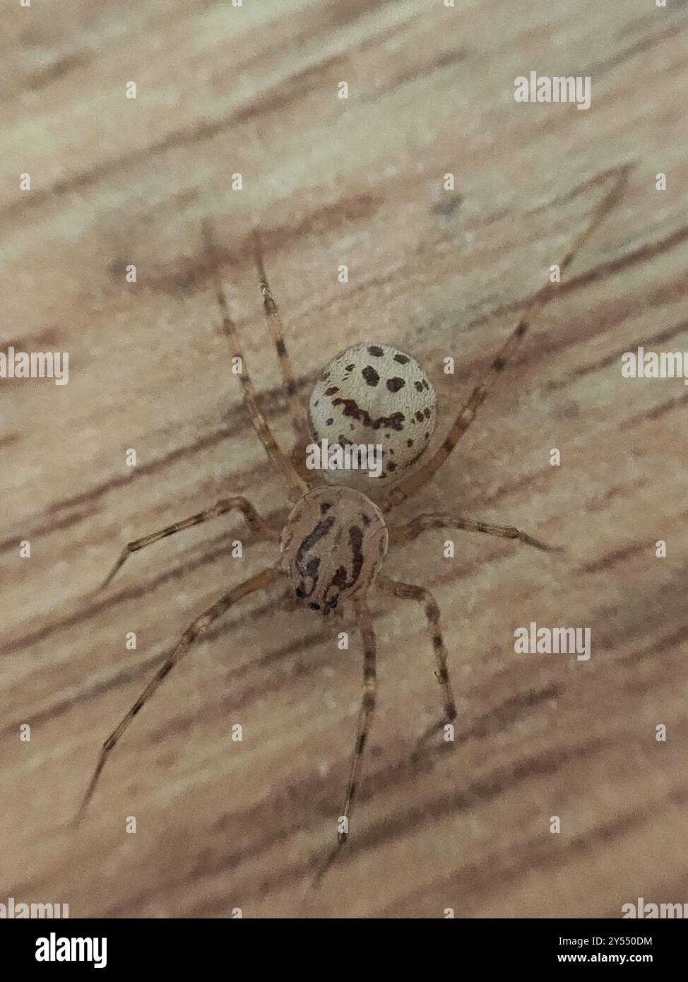 Common Spitting Spider (Scytodes thoracica) Arachnida Stock Photo - Alamy