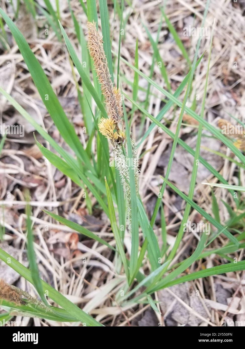 water sedge (Carex aquatilis) Plantae Stock Photo - Alamy
