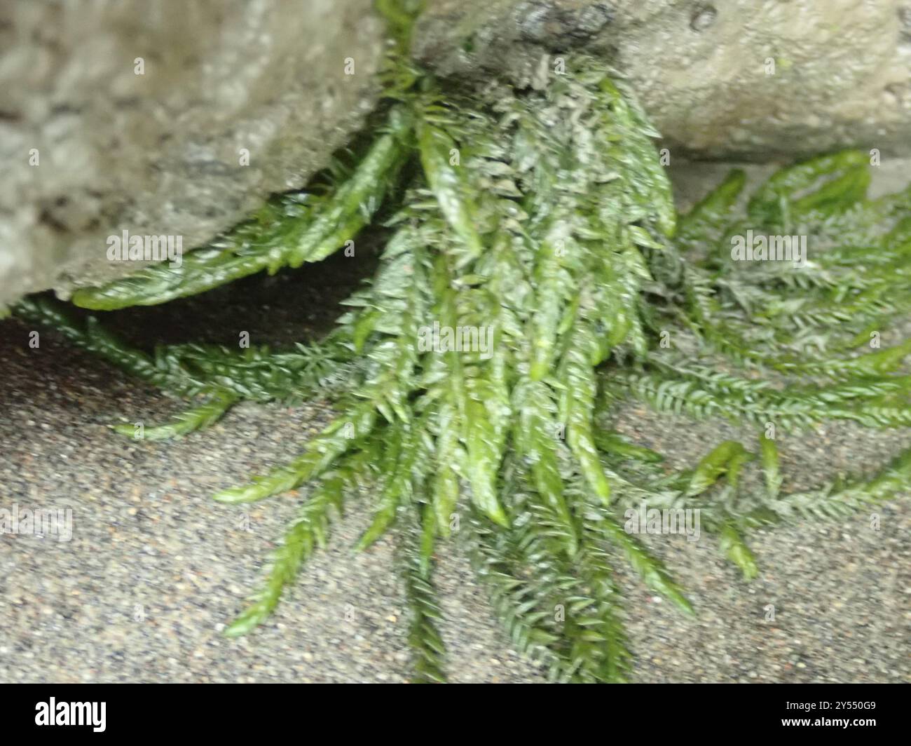 New Mexican fontinalis moss (Fontinalis neomexicana) Plantae Stock ...