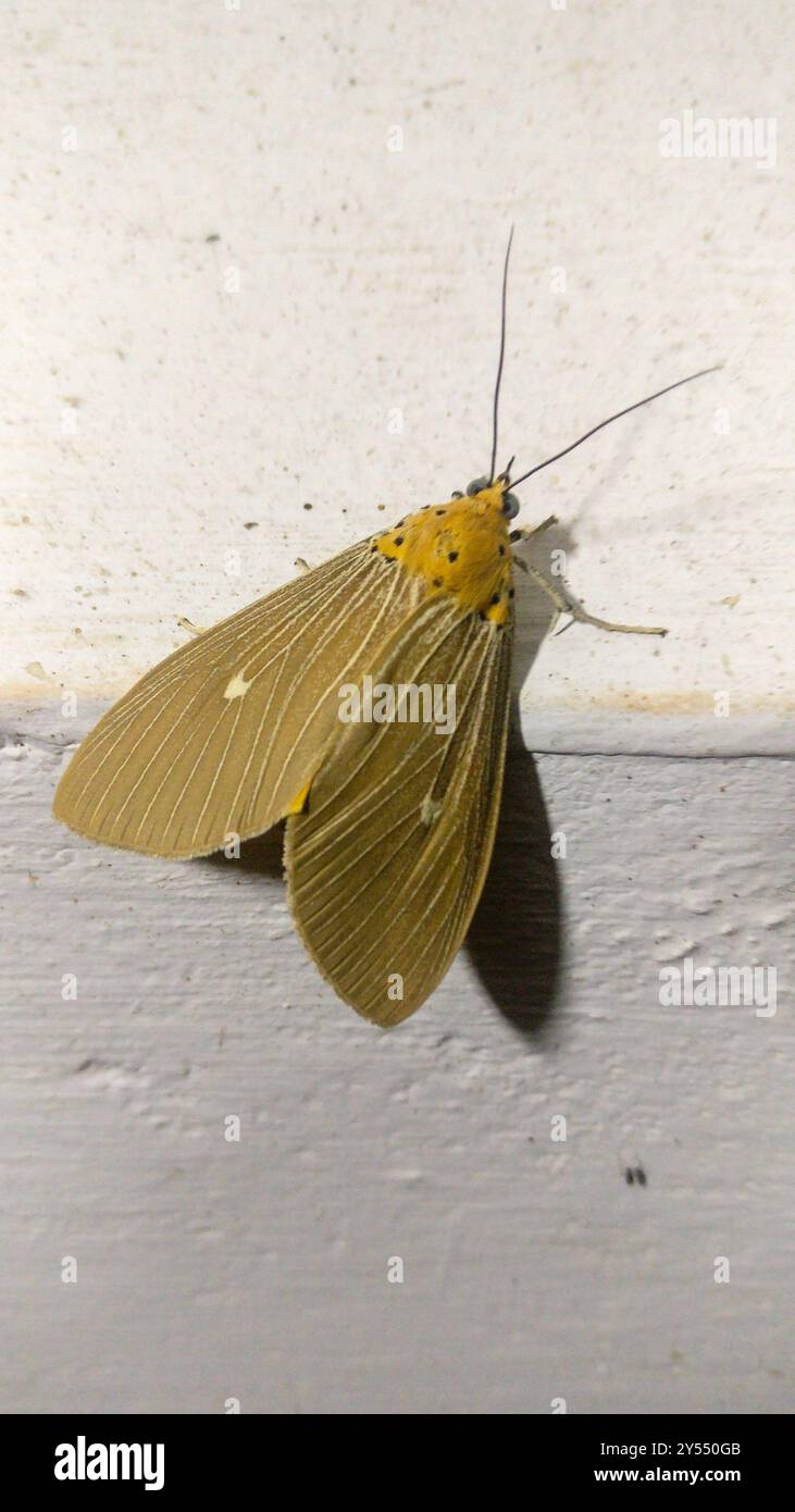 Tropical Tiger Moth (Asota caricae) Insecta Stock Photo - Alamy