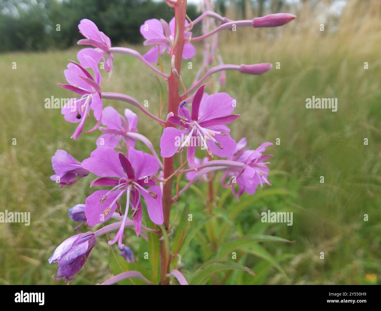fireweed (Chamaenerion angustifolium) Plantae Stock Photo - Alamy