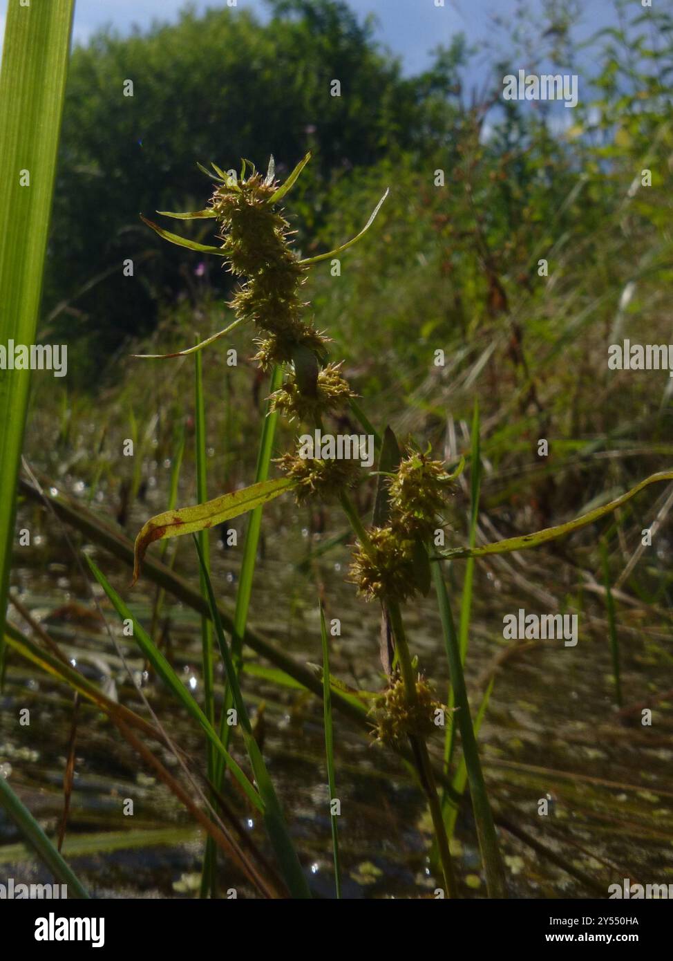 Golden Dock (Rumex maritimus) Plantae Stock Photo - Alamy