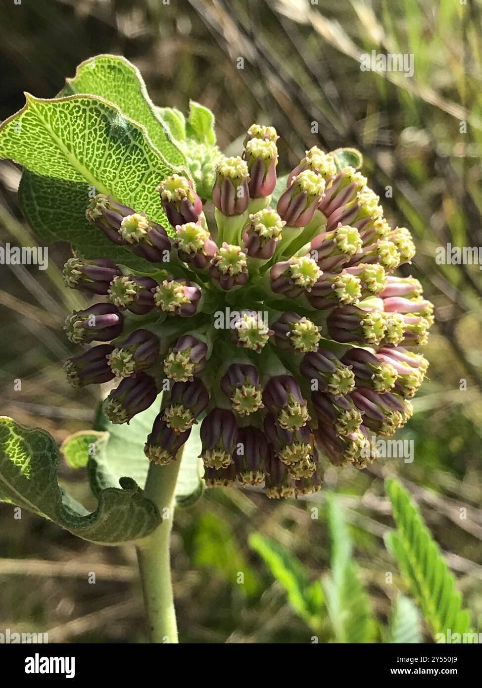 green comet milkweed (Asclepias viridiflora) Plantae Stock Photo - Alamy