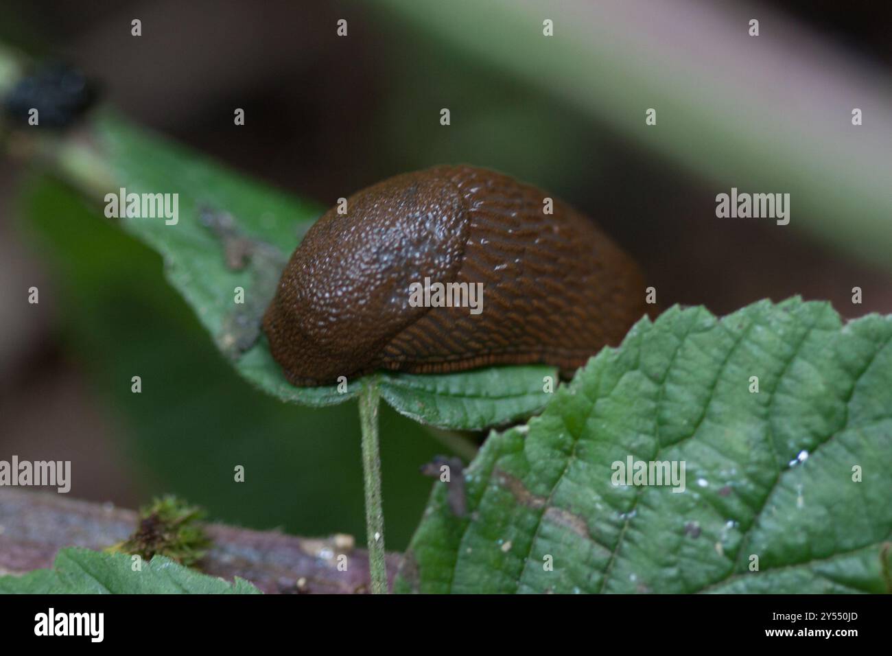 Arion Slugs (Arion) Mollusca Stock Photo - Alamy