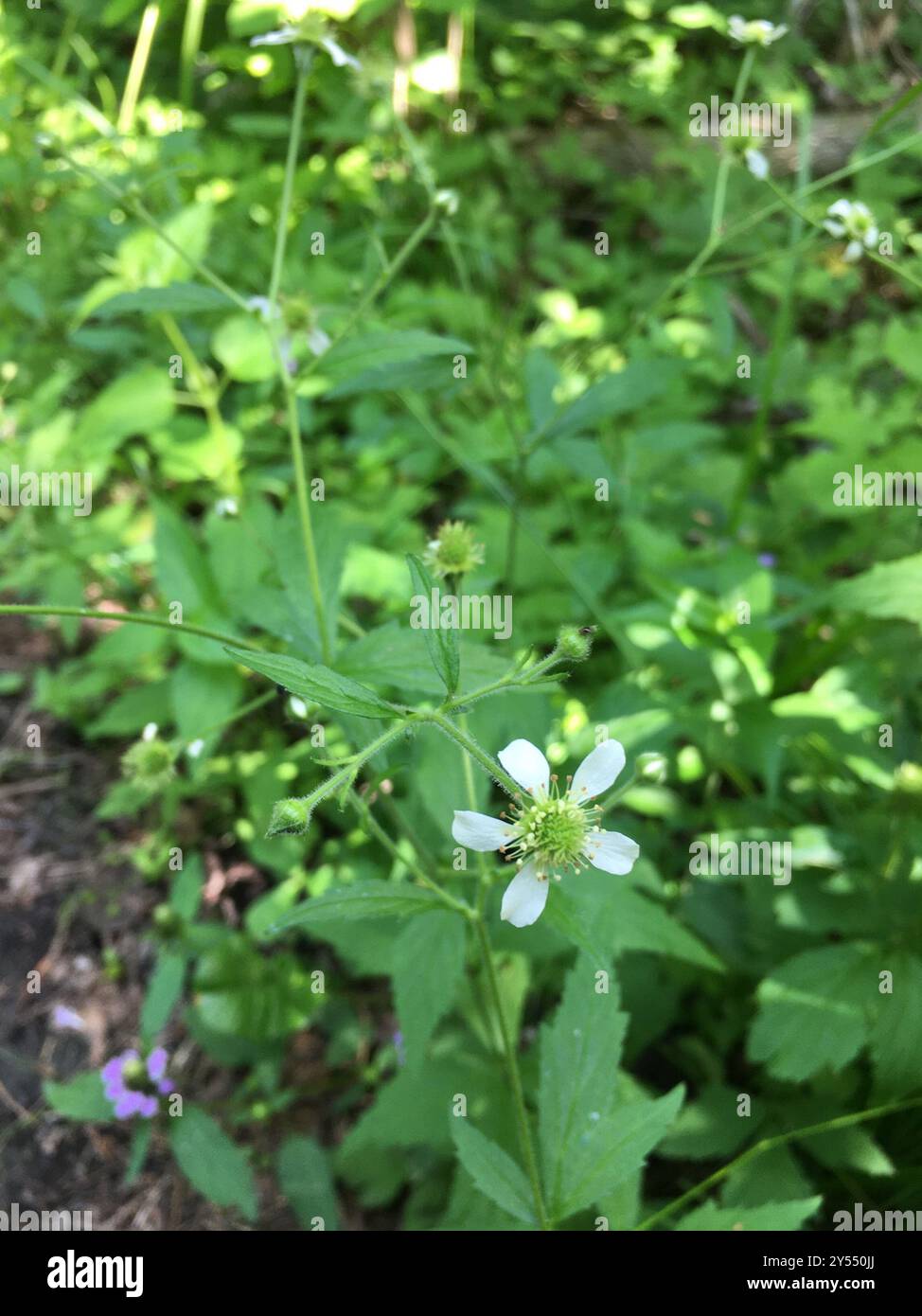 white avens (Geum canadense) Plantae Stock Photo - Alamy