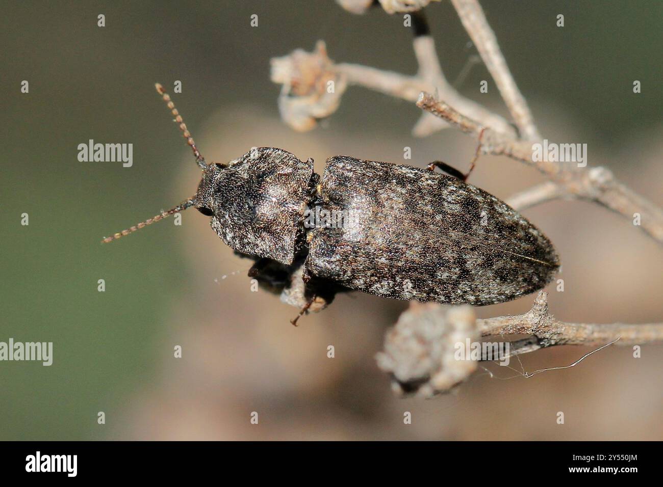 Mottled dingy-brown click beetle (Agrypnus murinus) Insecta Stock Photo ...