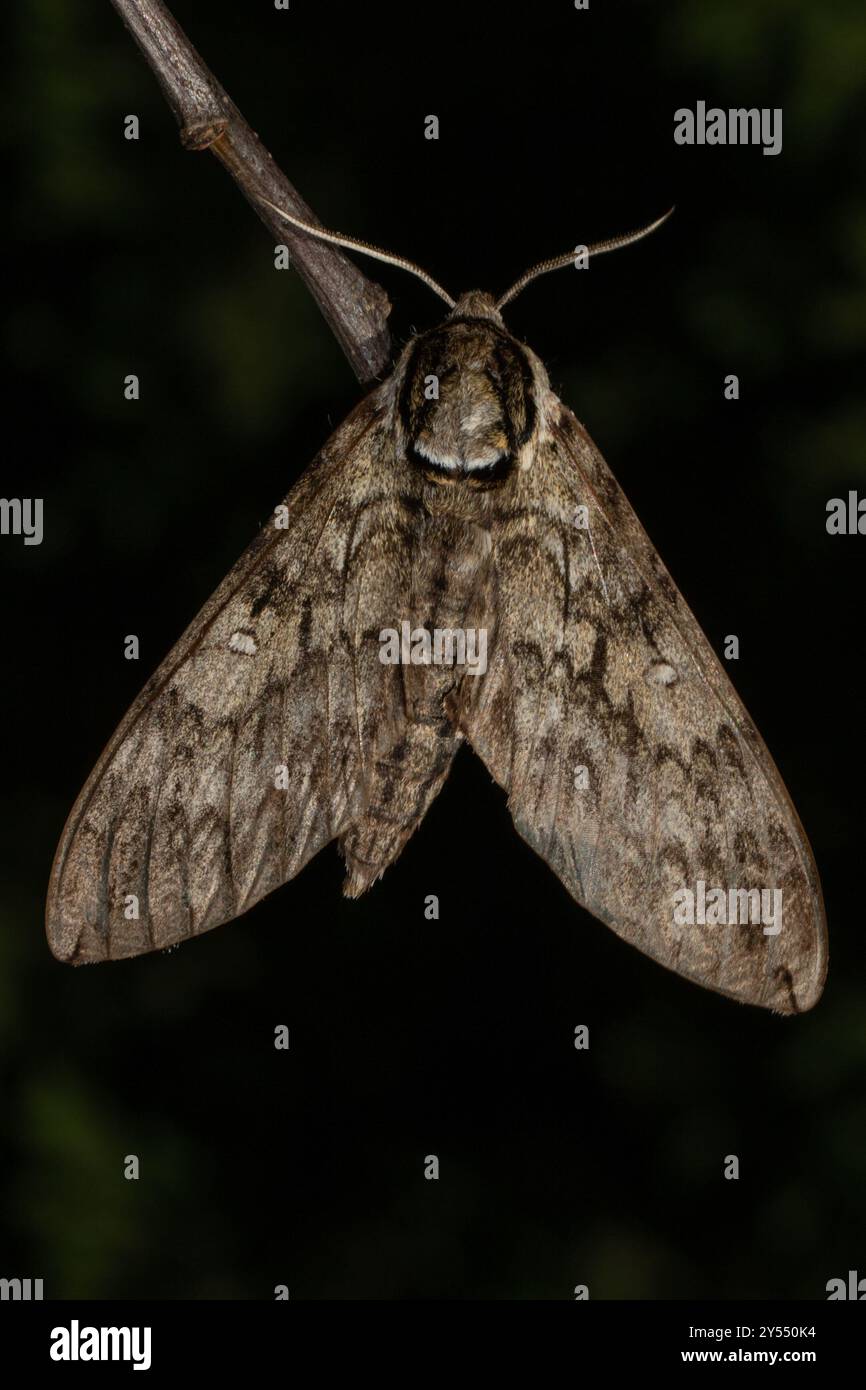 Waved Sphinx (Ceratomia undulosa) Insecta Stock Photo - Alamy