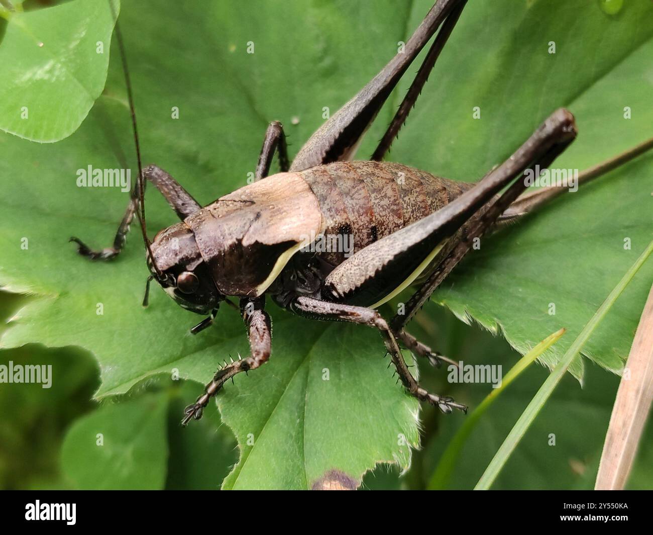 Alpine Dark Bush-cricket (Pholidoptera aptera) Insecta Stock Photo - Alamy