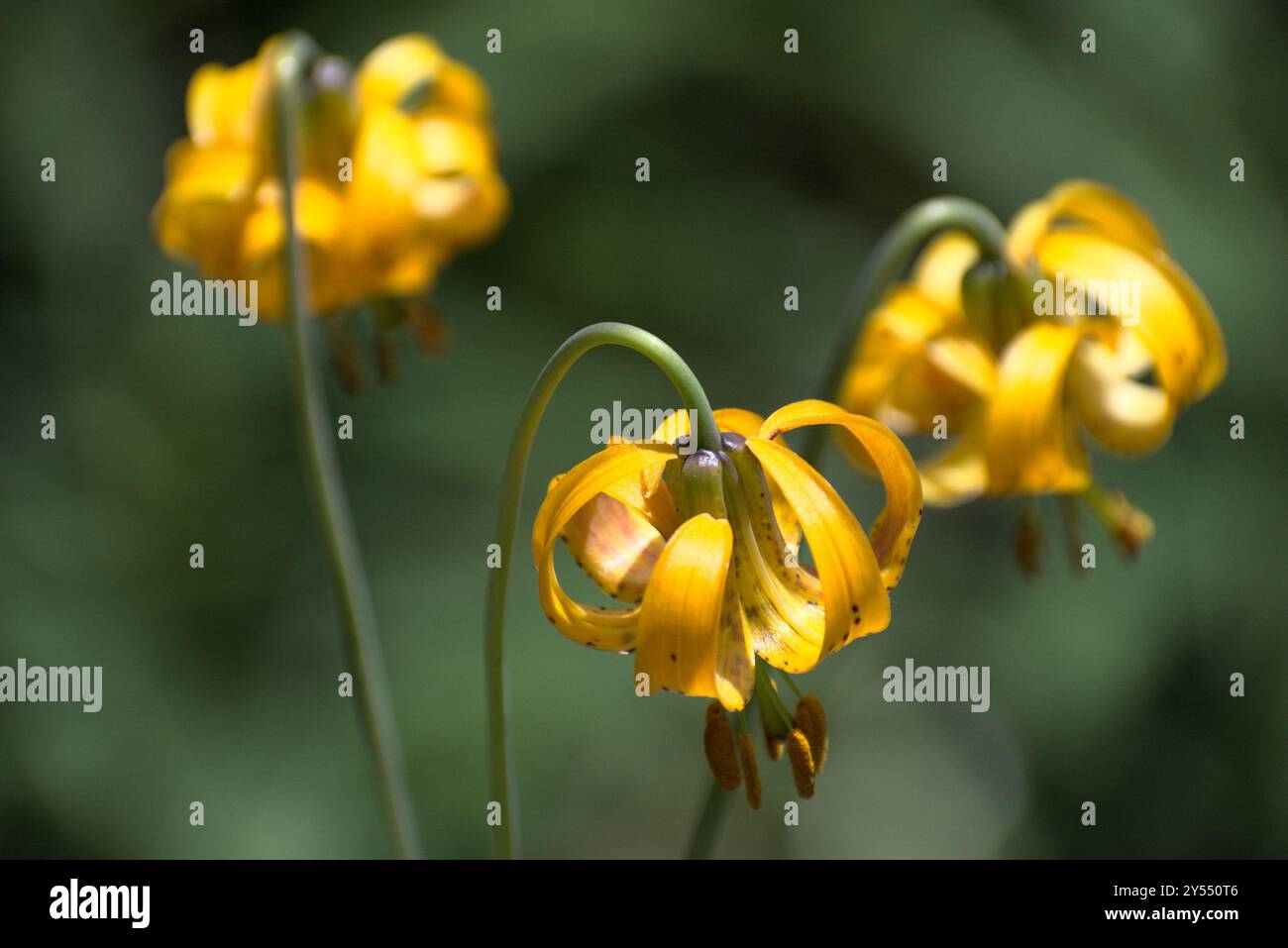 Columbia lily (Lilium columbianum) Plantae Stock Photo - Alamy