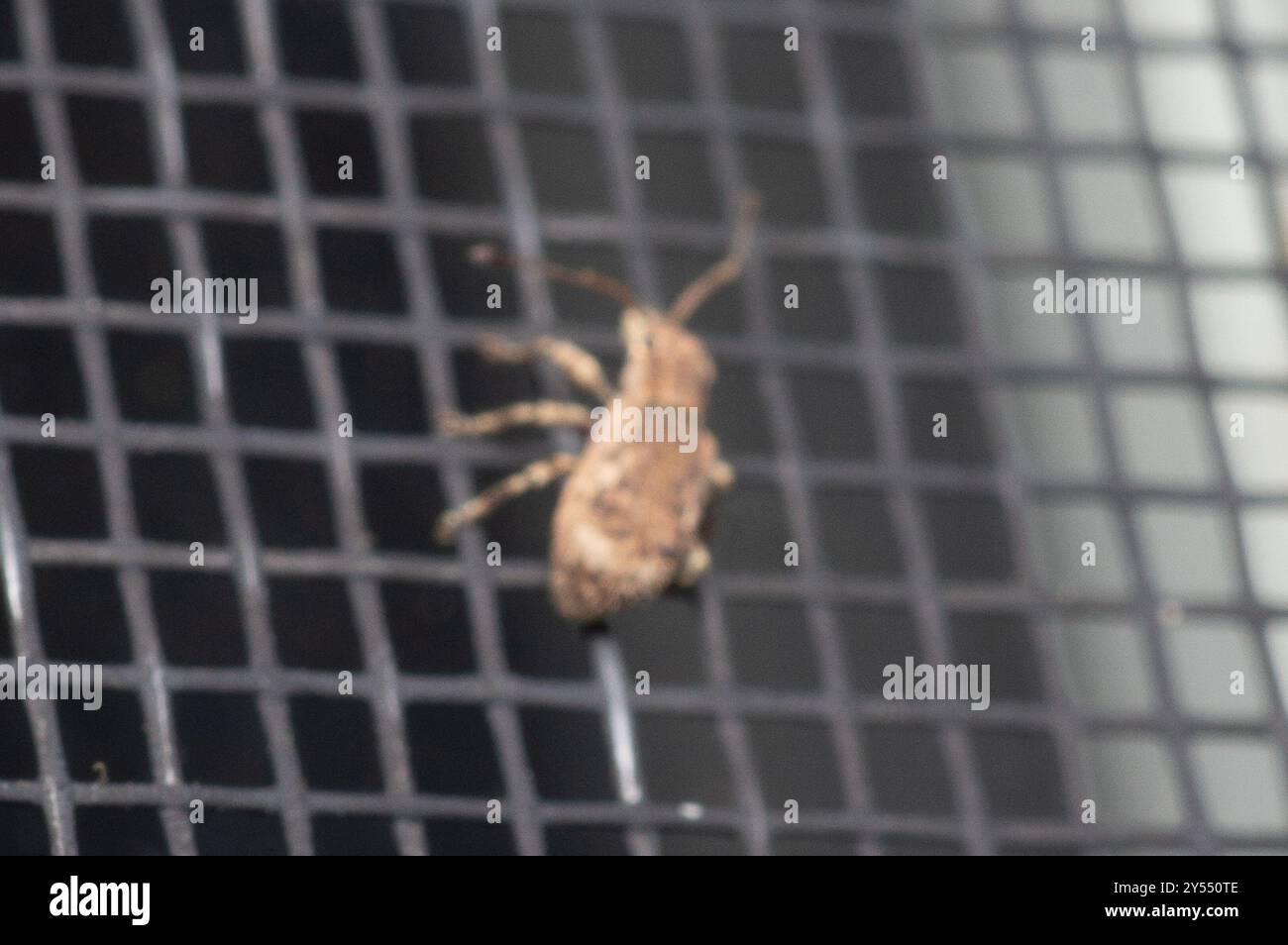 Pseudoedophrys hi-res stock photography and images - Alamy