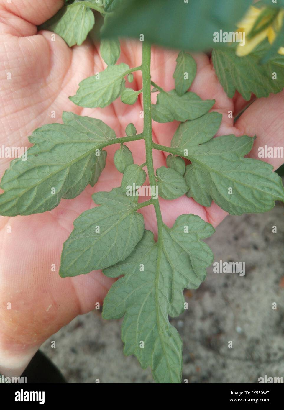 tomato (Solanum lycopersicum) Plantae Stock Photo - Alamy