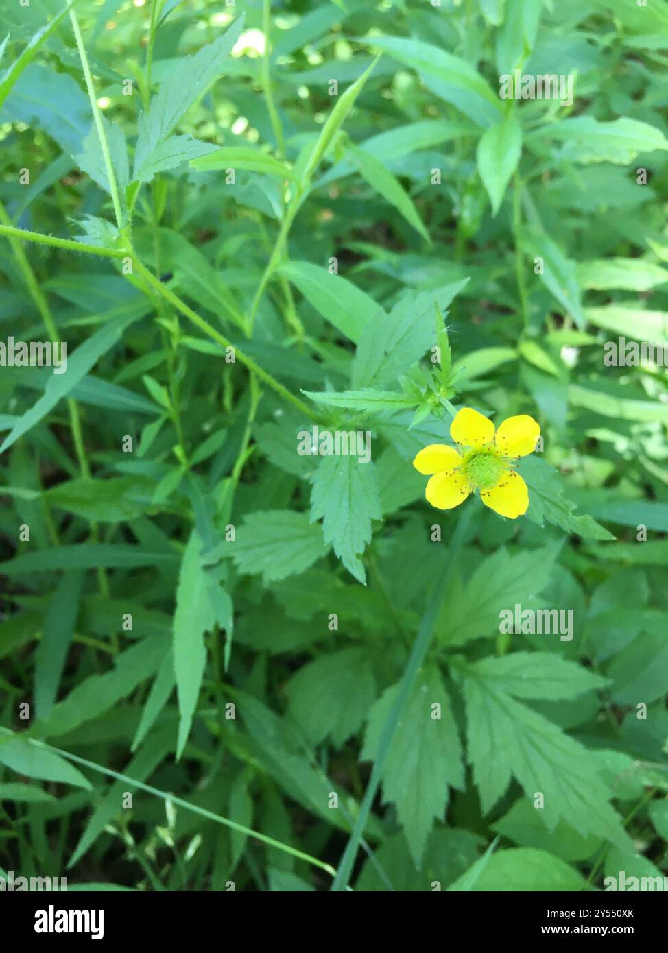 Yellow Avens (Geum aleppicum) Plantae Stock Photo - Alamy