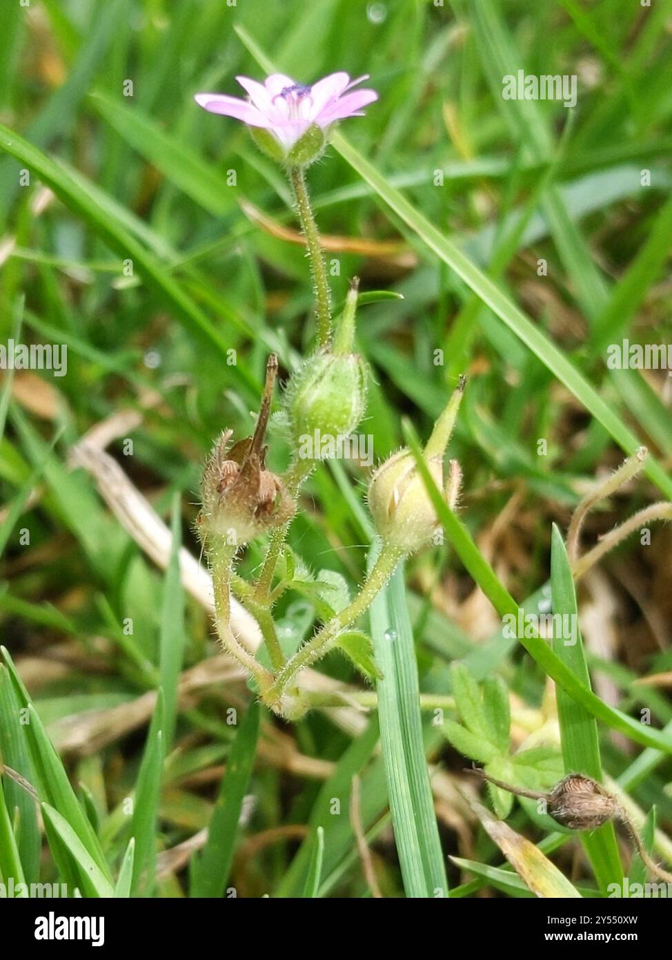 Dove's-foot crane's-bill (Geranium molle) Plantae Stock Photo - Alamy