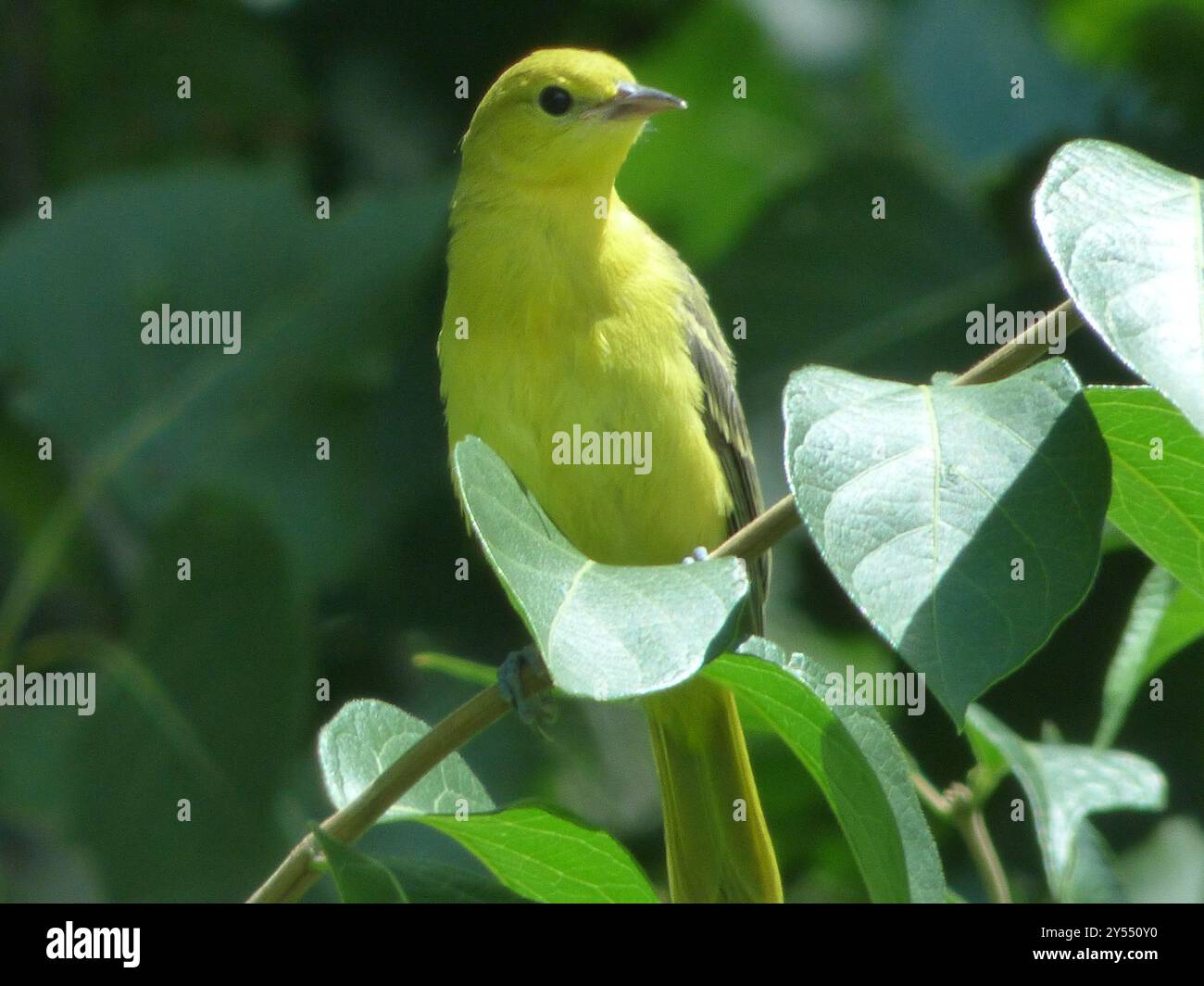 Orchard Oriole (Icterus spurius) Aves Stock Photo - Alamy