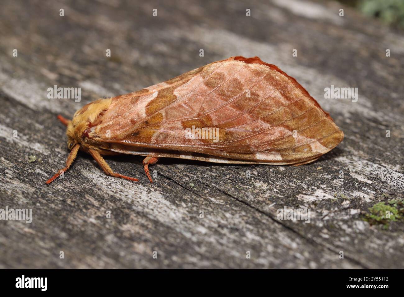 Four-spotted Ghost Moth (Sthenopis purpurascens) Insecta Stock Photo - Alamy
