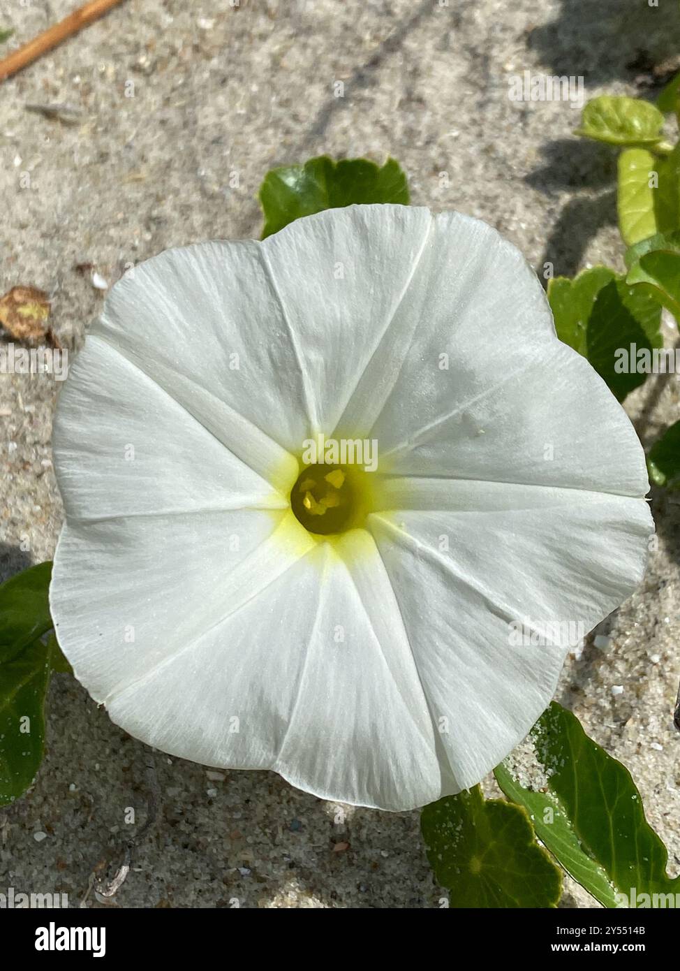 beach morning-glory (Ipomoea imperati) Plantae Stock Photo - Alamy