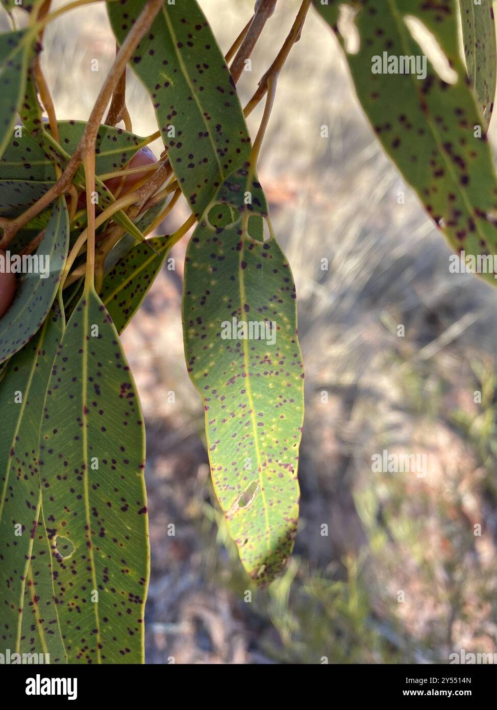 Desert Bloodwood (Corymbia terminalis) Plantae Stock Photo - Alamy
