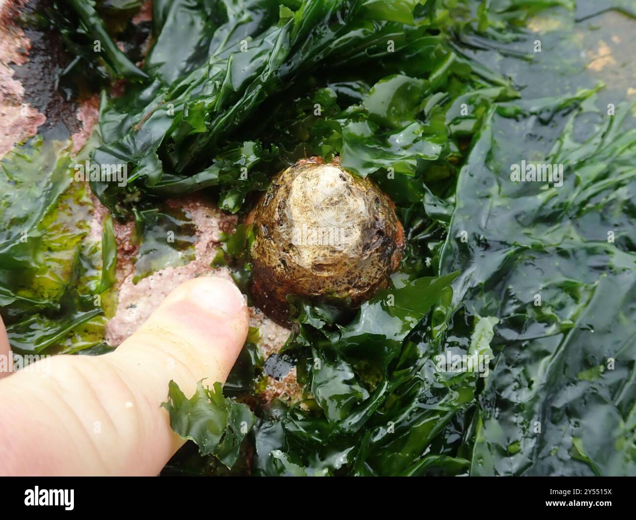 Whitecap Limpet (Acmaea mitra) Mollusca Stock Photo - Alamy