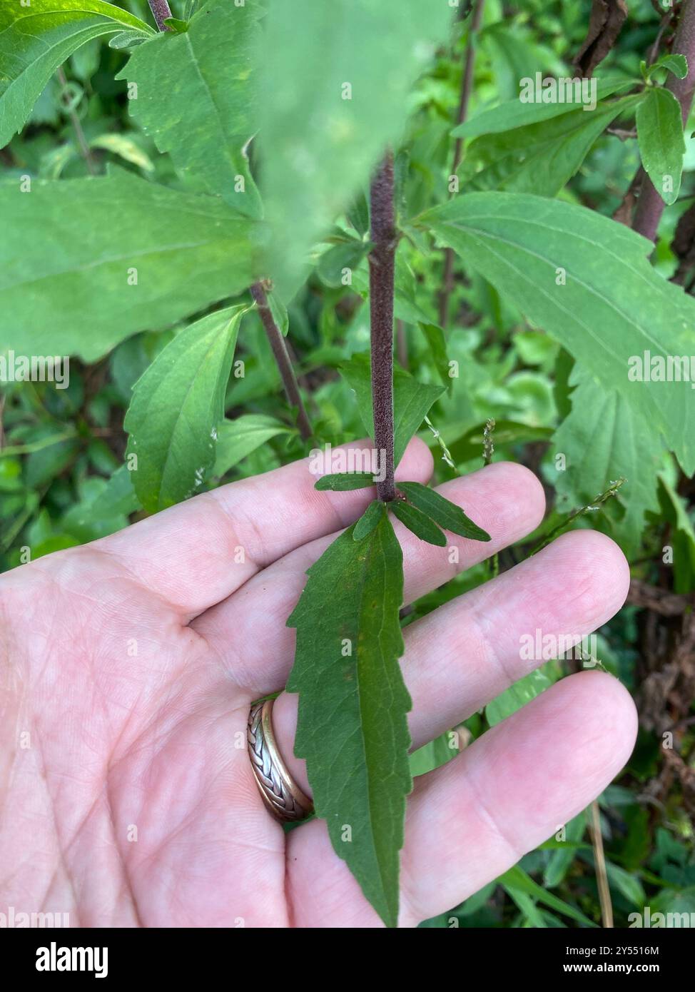 Florida Thoroughwort (Eupatorium anomalum) Plantae Stock Photo - Alamy