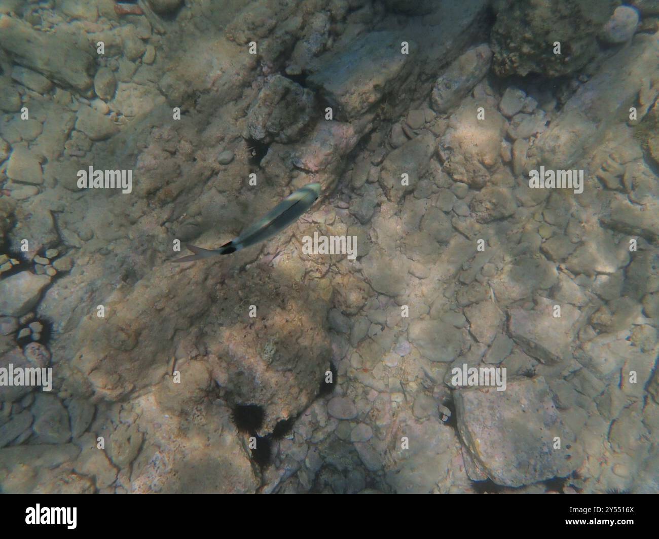 Saddled Seabream (Oblada melanurus) Actinopterygii Stock Photo - Alamy