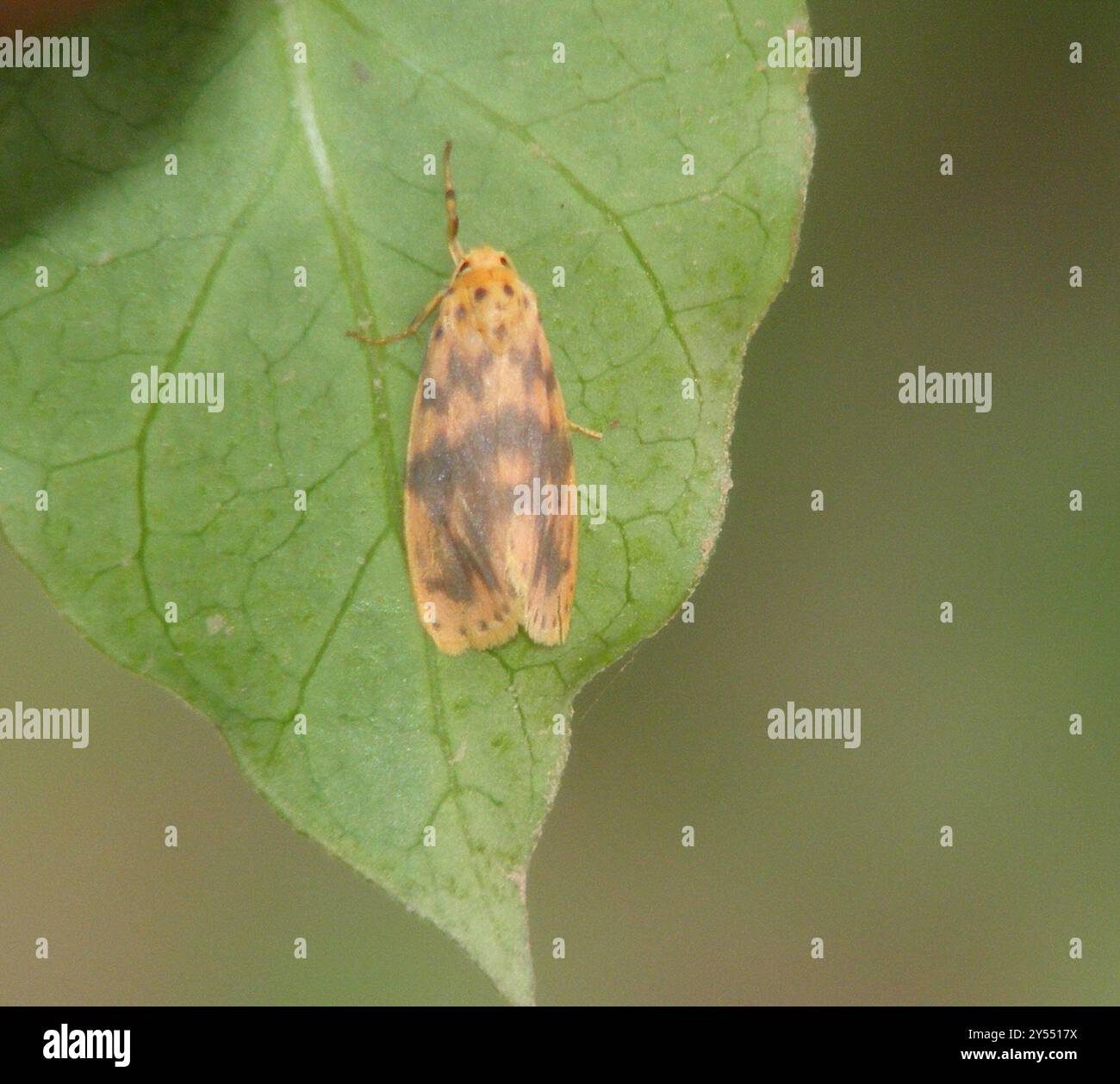 Lichen Moths (Lithosiini) Insecta Stock Photo - Alamy