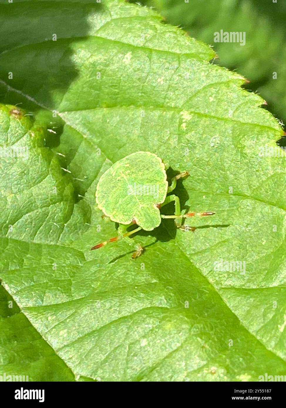Green Shield Bug (Palomena prasina) Insecta Stock Photo - Alamy