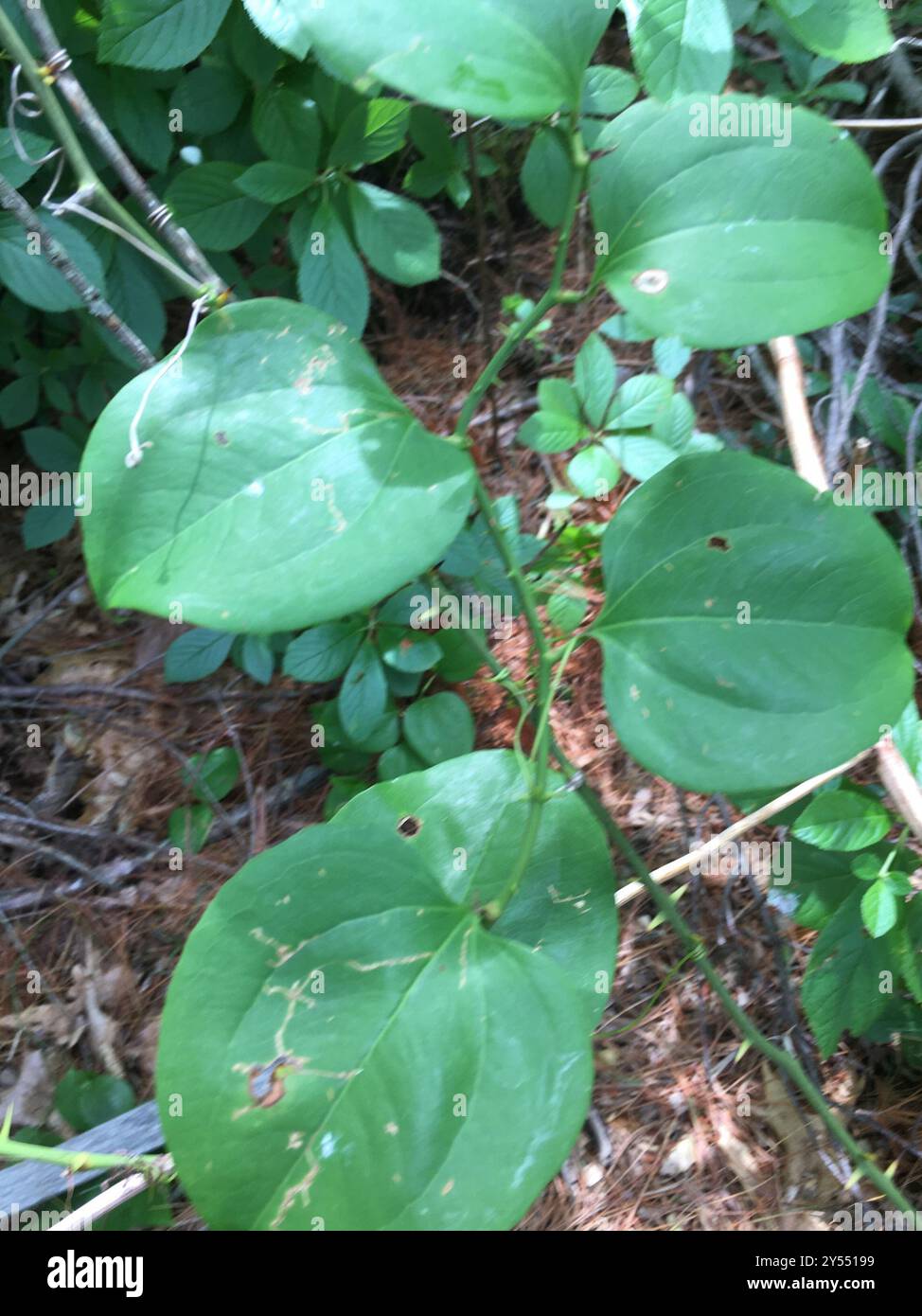 roundleaf greenbrier (Smilax rotundifolia) Plantae Stock Photo - Alamy
