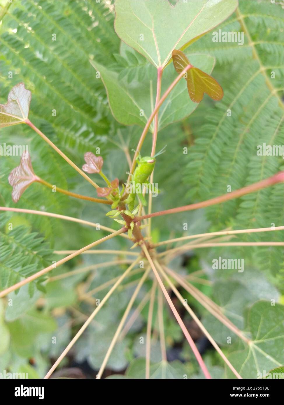 Common Meadow Katydids (Conocephalini) Insecta Stock Photo - Alamy