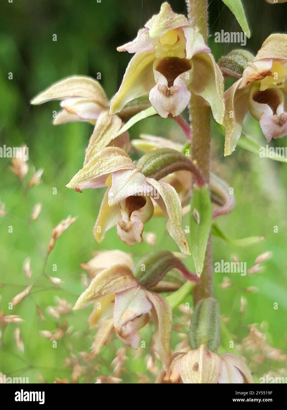 Broad-leaved helleborine (Epipactis helleborine) Plantae Stock Photo ...