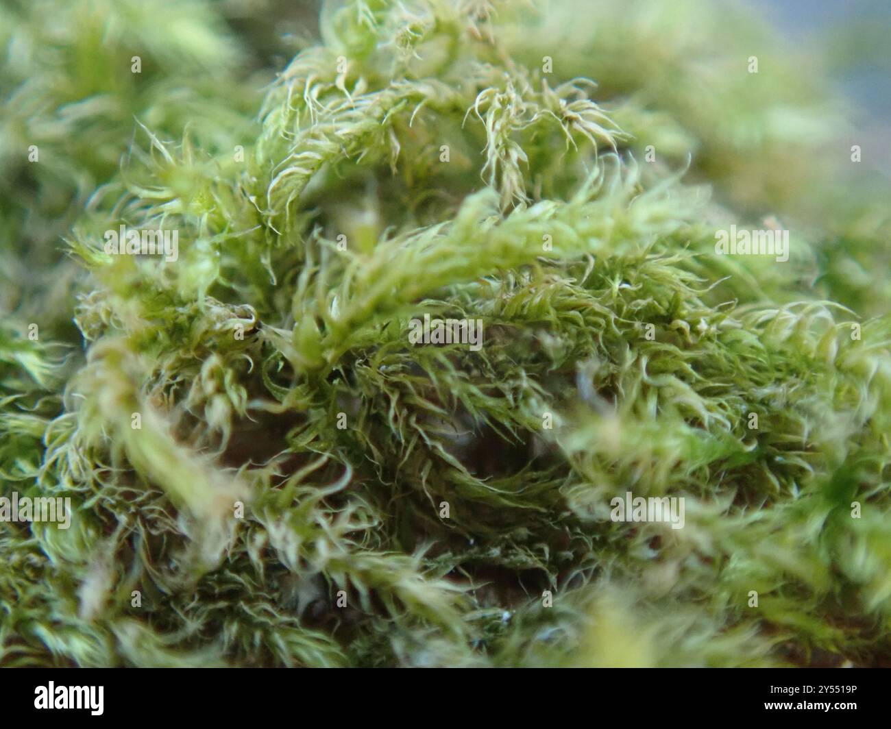feather mosses (Hypnales) Plantae Stock Photo - Alamy