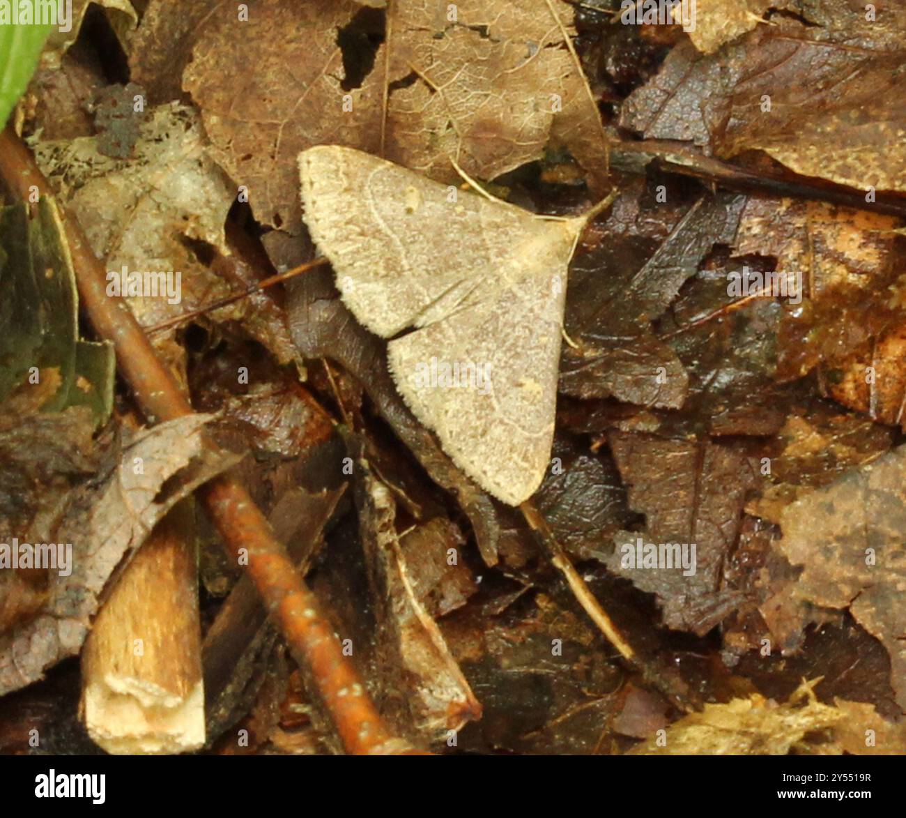 Yellow-spotted Renia Moth (Renia flavipunctalis) Insecta Stock Photo ...