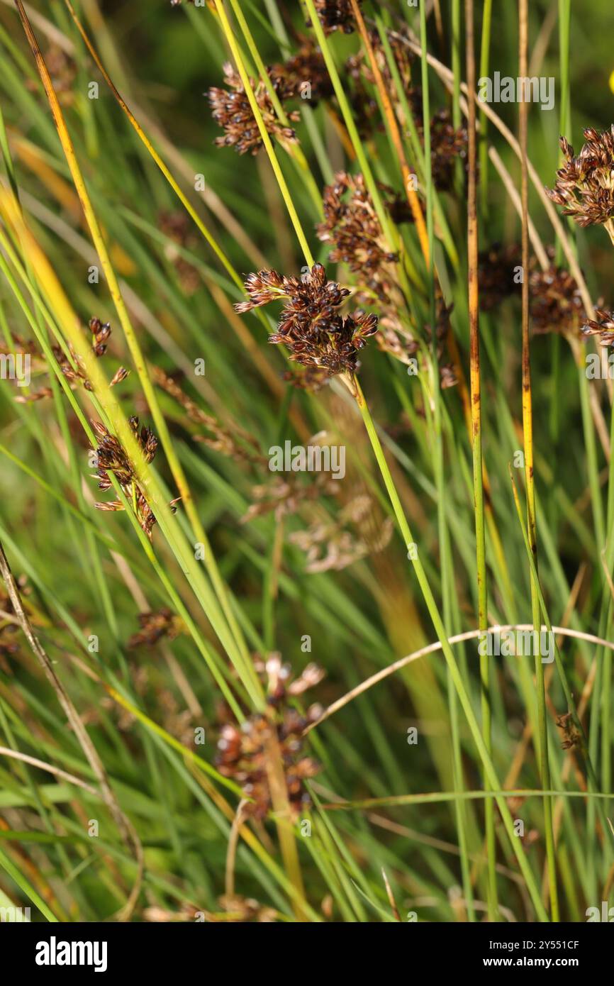 Hard Rush (Juncus inflexus) Plantae Stock Photo - Alamy