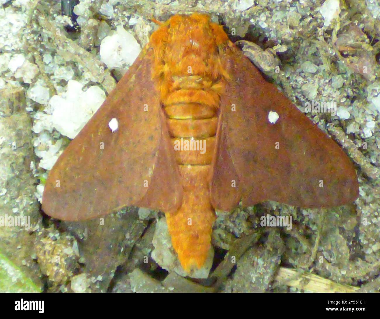 Yellow-striped Oakworm Moth (Anisota peigleri) Insecta Stock Photo - Alamy