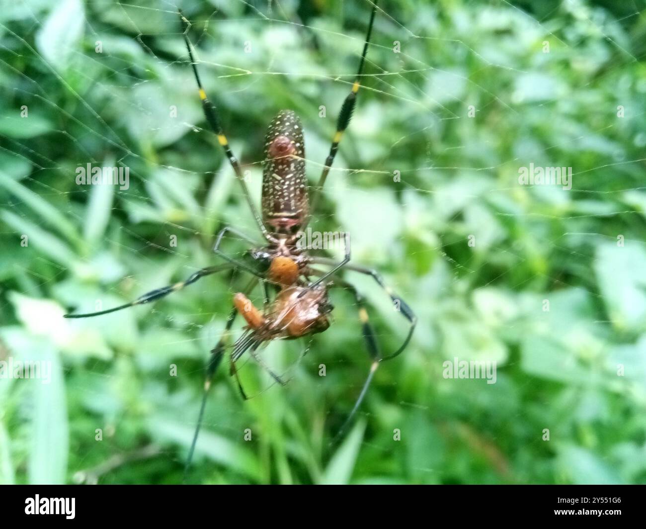 Golden Silk Spider (Trichonephila clavipes) Arachnida Stock Photo - Alamy