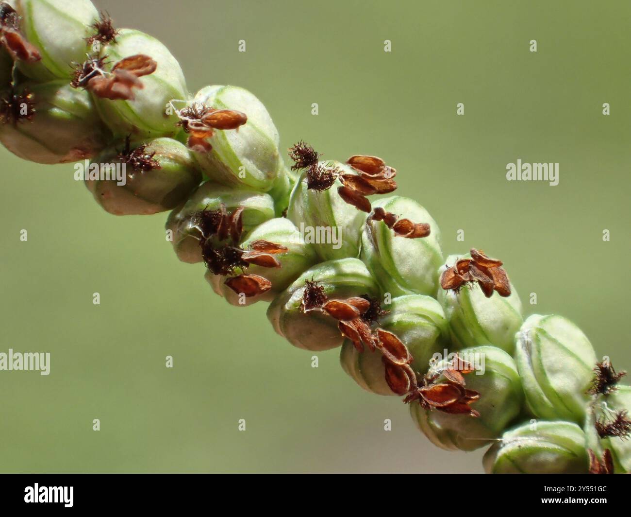 Taranui (Paspalum orbiculare) Plantae Stock Photo - Alamy