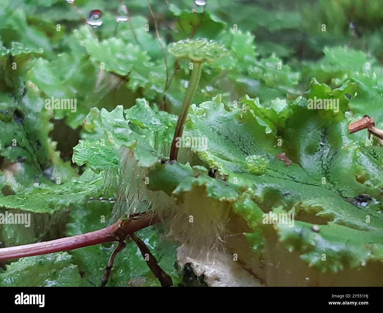 Common Liverwort (Marchantia polymorpha) Plantae Stock Photo - Alamy