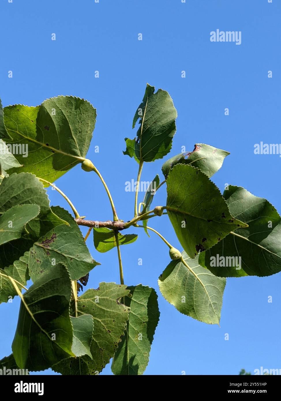 Poplar Leaf-stem Gall Aphids (Pemphigus) Insecta Stock Photo - Alamy