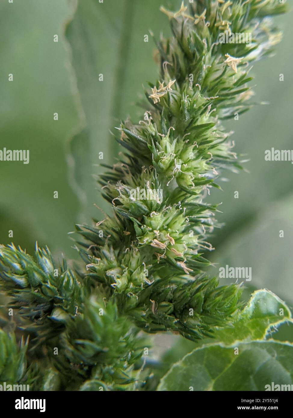 Redroot Amaranth (Amaranthus retroflexus) Plantae Stock Photo - Alamy
