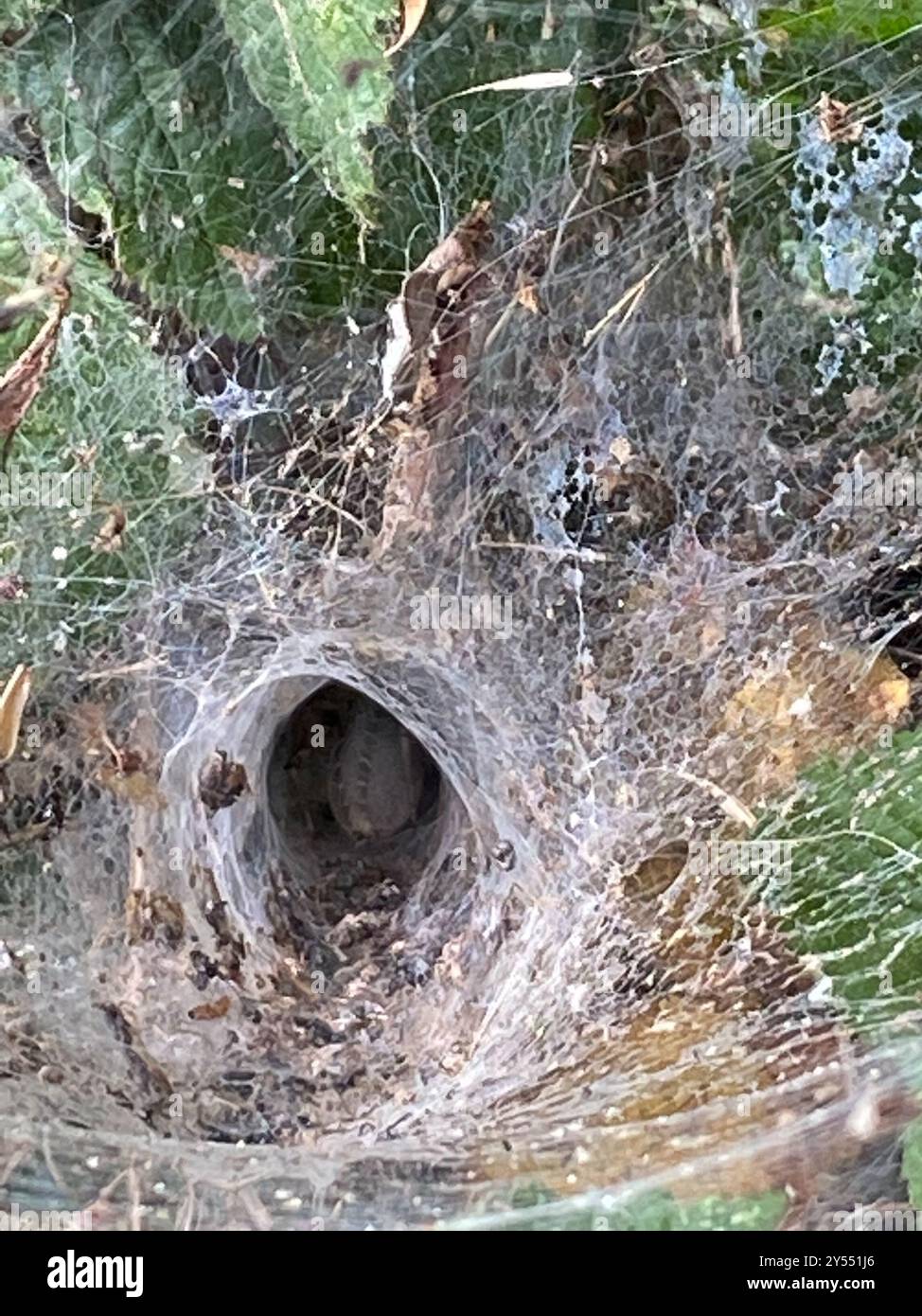 Labyrinth spider (Agelena labyrinthica) Arachnida Stock Photo - Alamy
