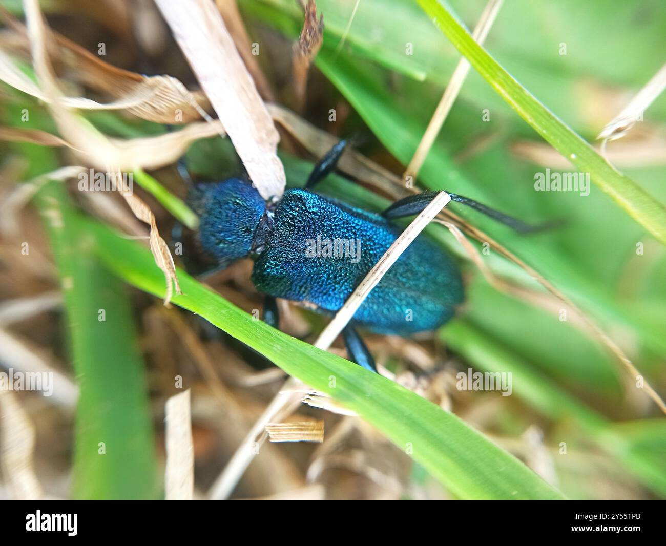 Violet tanbark beetle (Callidium violaceum) Insecta Stock Photo - Alamy