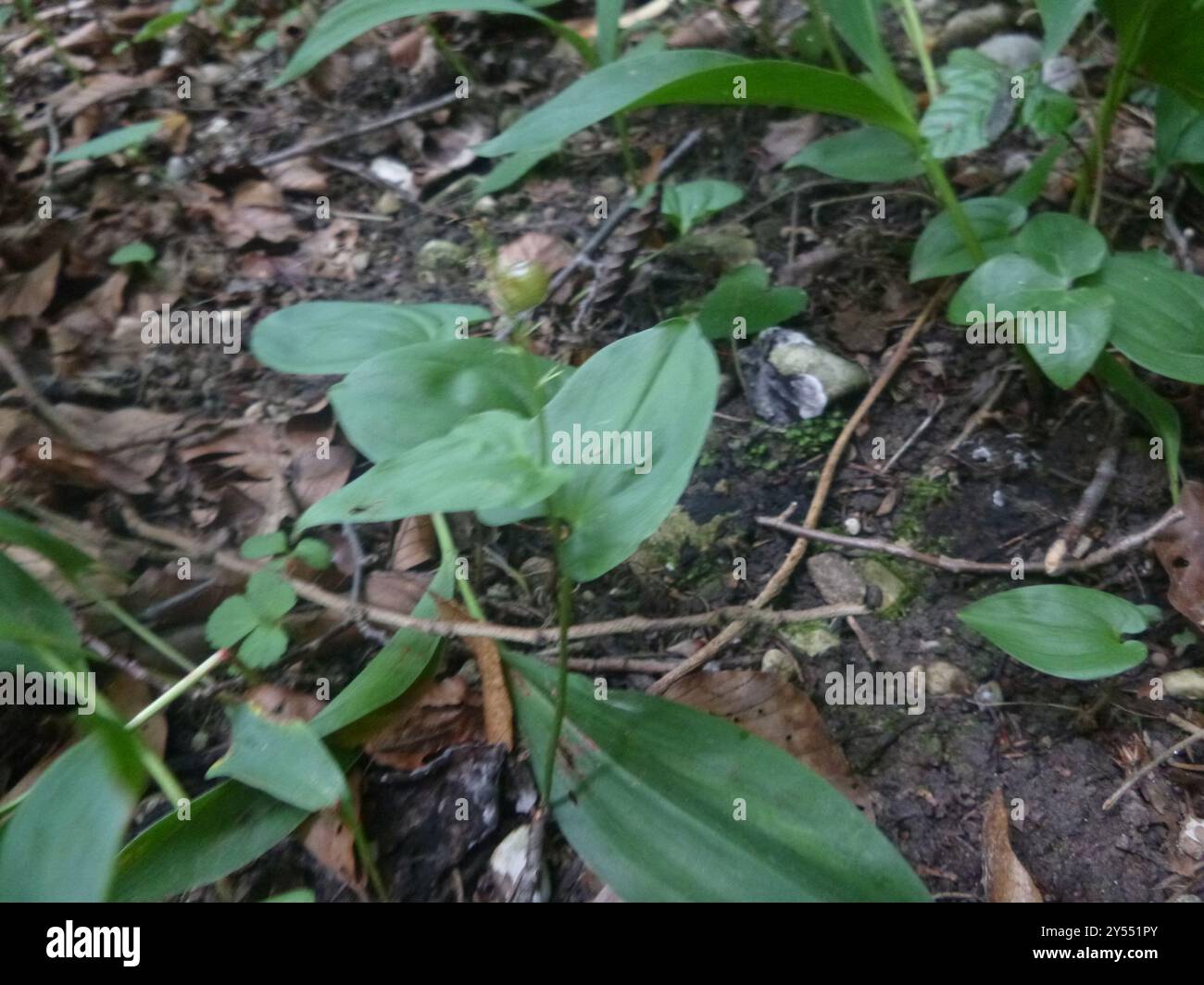 May Lily (Maianthemum bifolium) Plantae Stock Photo - Alamy