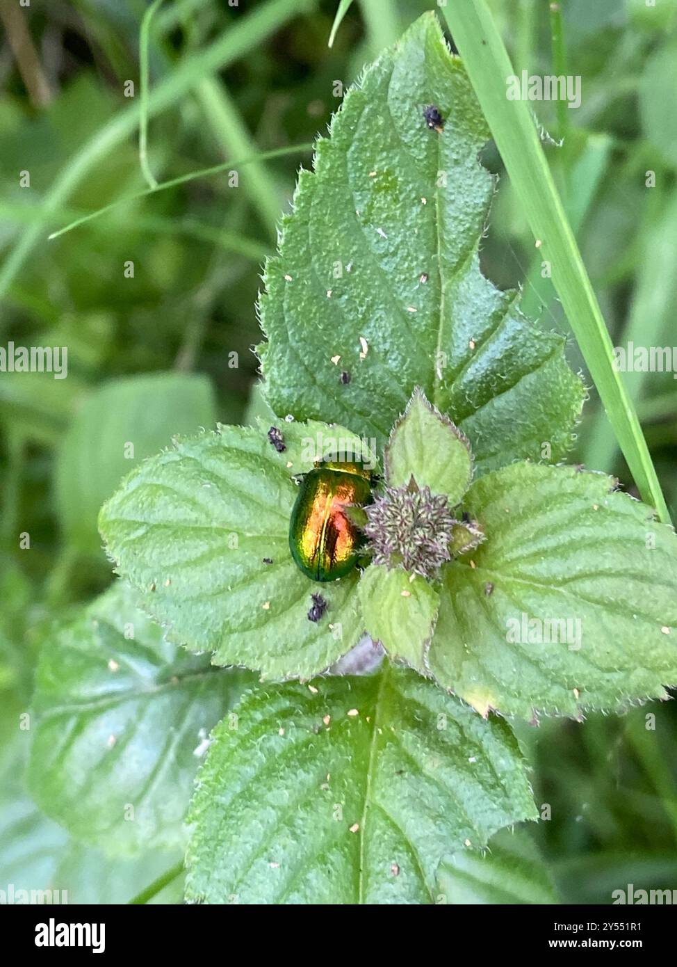 Mint Leaf beetle (Chrysolina herbacea) Insecta Stock Photo - Alamy