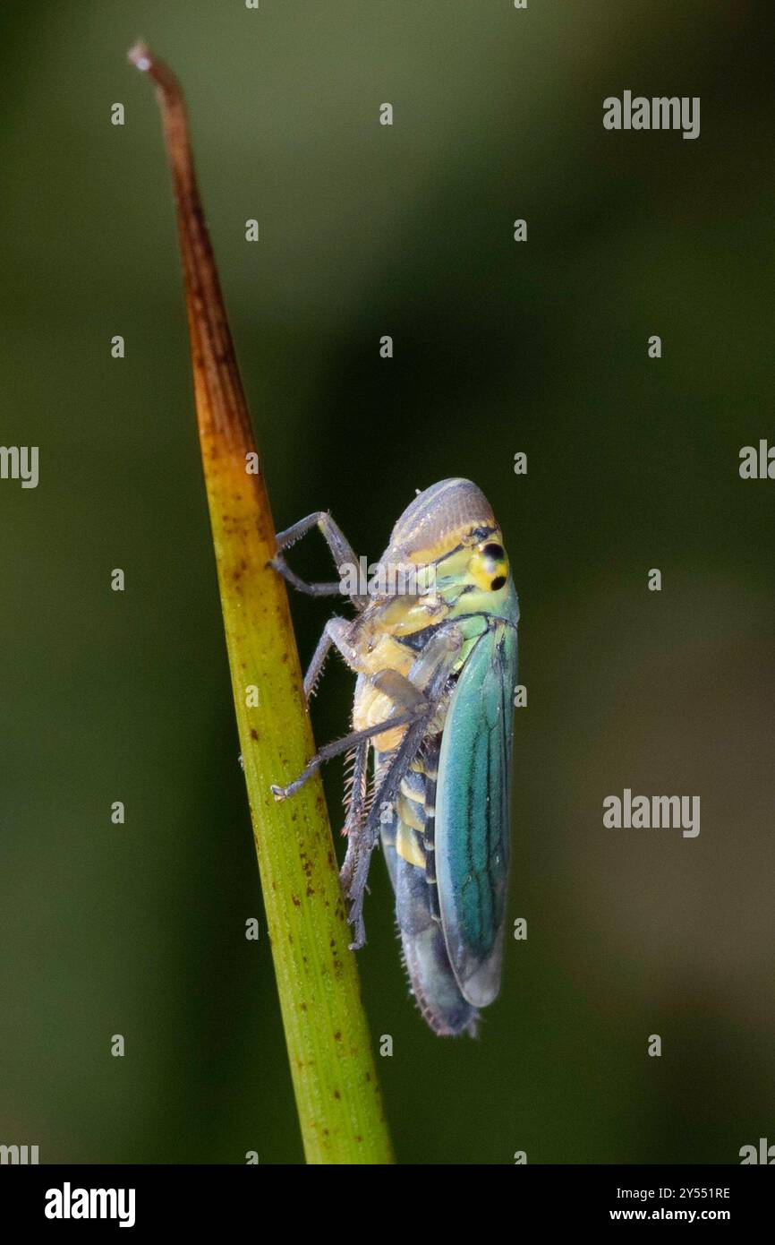Green Leafhopper (Cicadella viridis) Insecta Stock Photo - Alamy