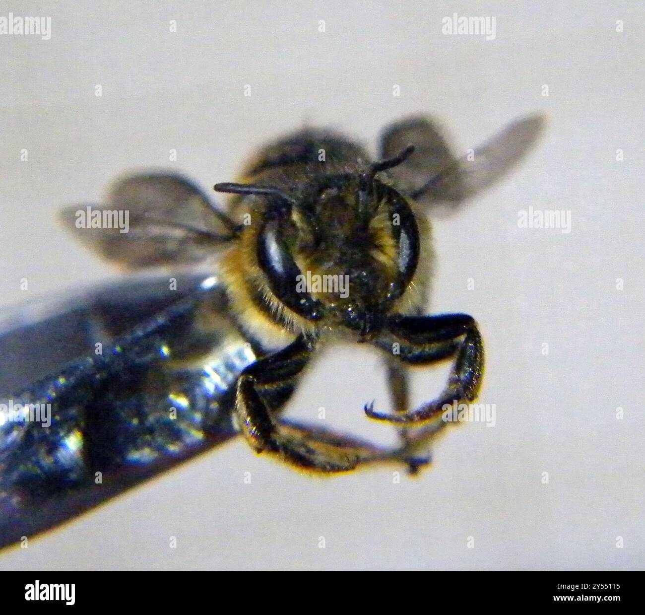 Patchwork Leafcutter Bee (Megachile centuncularis) Insecta Stock Photo ...