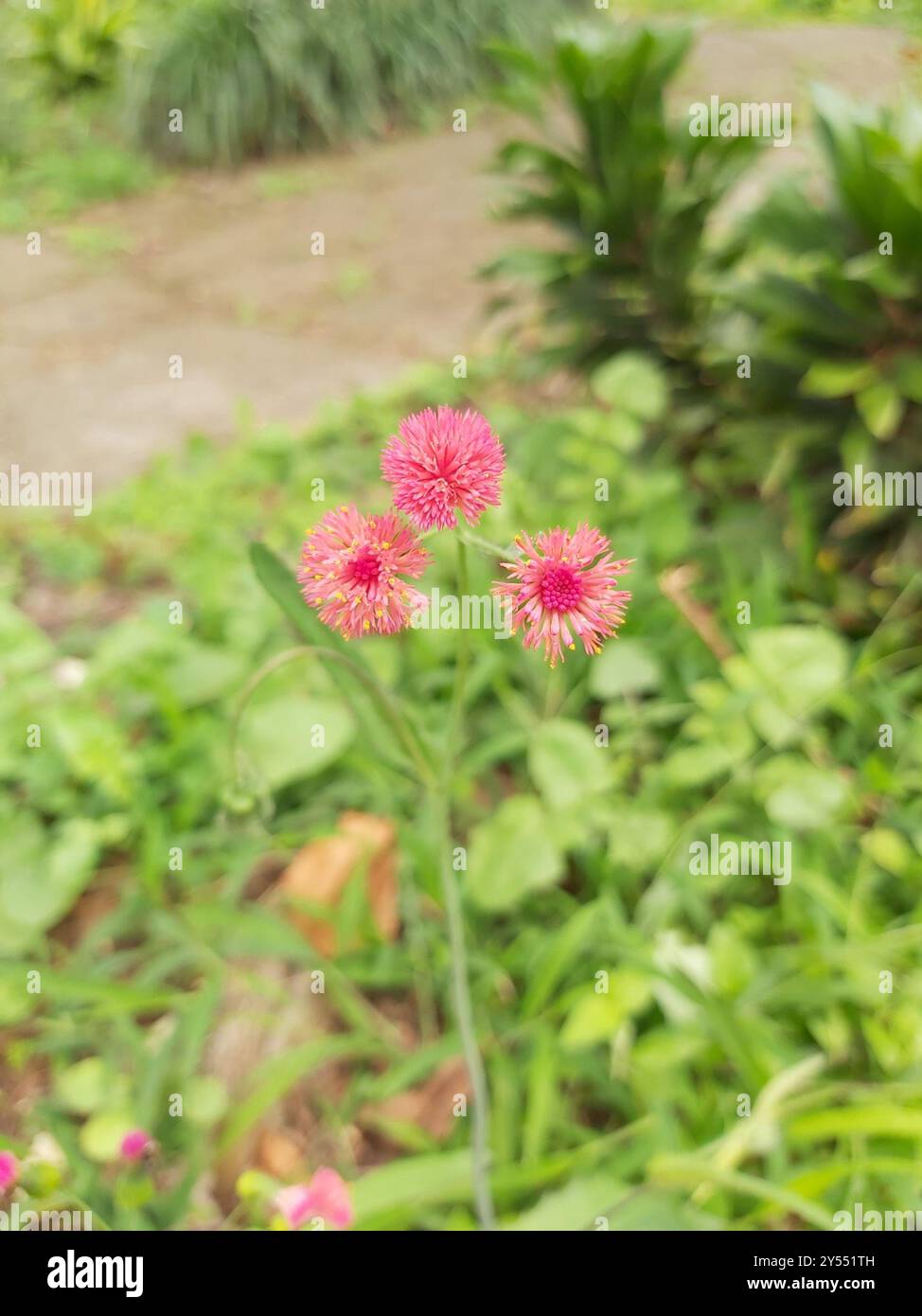 Red Tasselflower (Emilia fosbergii) Plantae Stock Photo - Alamy