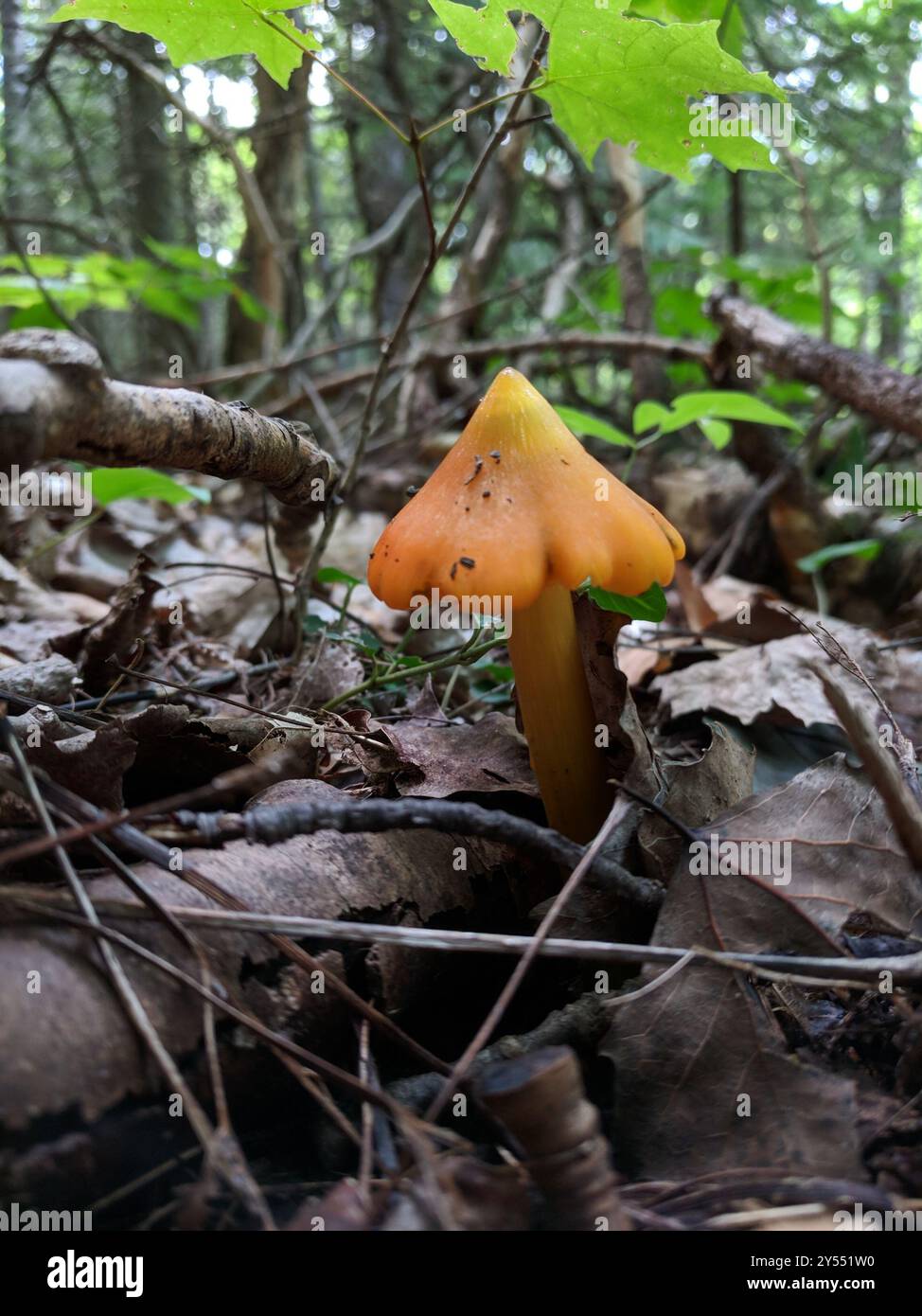 Witch's Hat (Hygrocybe conica) Fungi Stock Photo - Alamy
