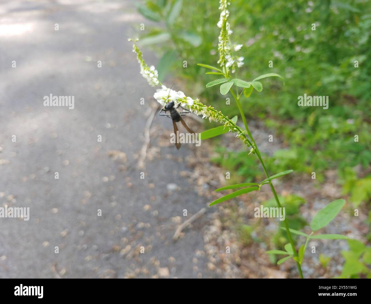 Common Thread-waisted Wasp (Ammophila procera) Insecta Stock Photo - Alamy